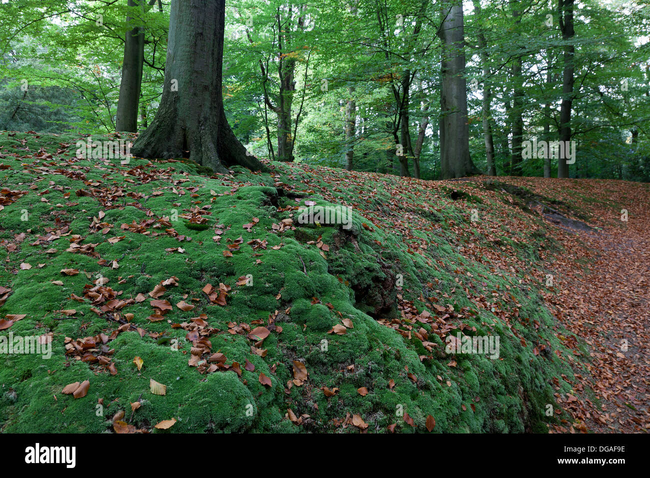 Moss in the woods in autumn Stock Photo - Alamy
