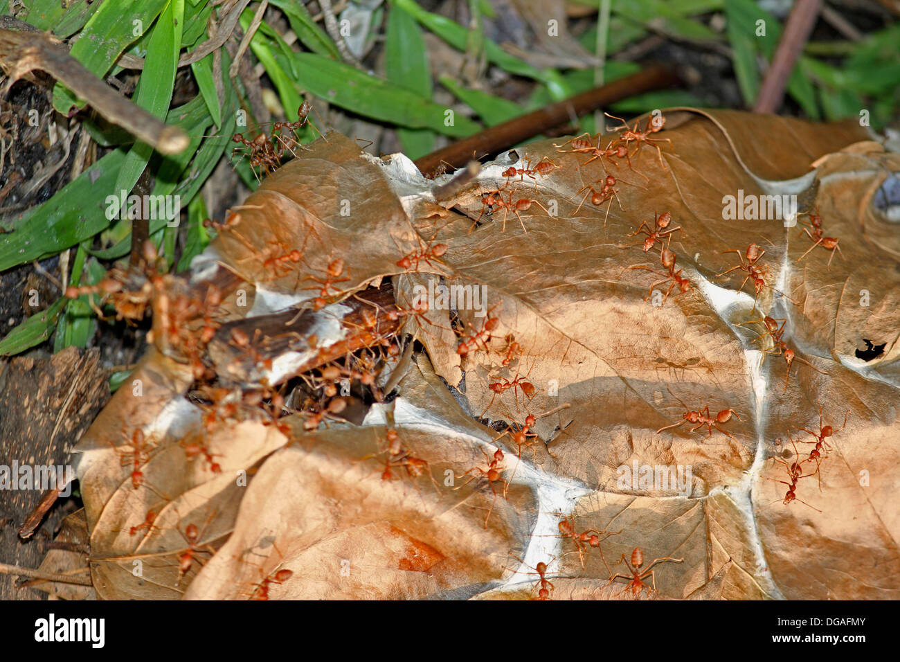 Tailor ant hi-res stock photography and images - Alamy