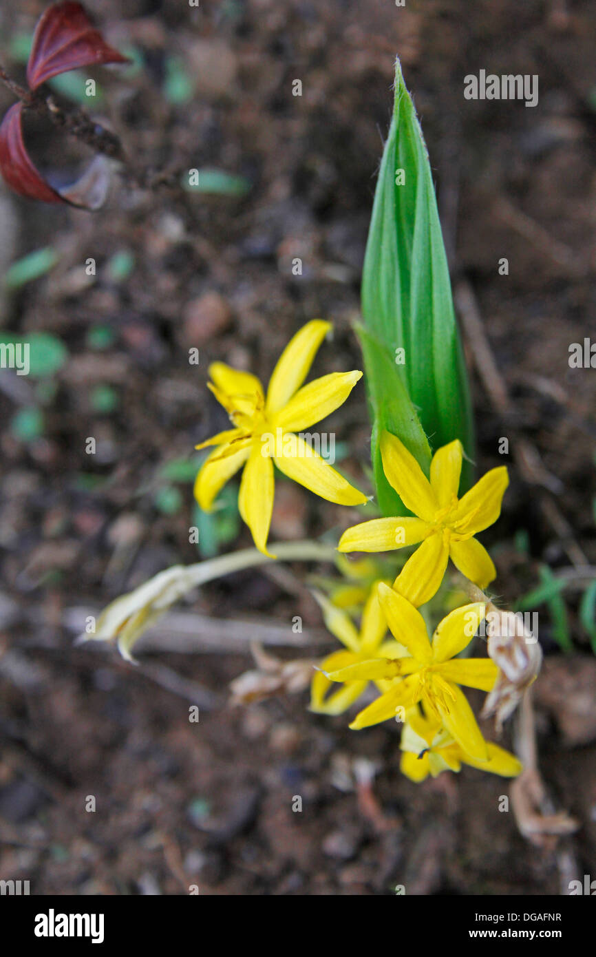 Curculigo hi-res stock photography and images - Alamy