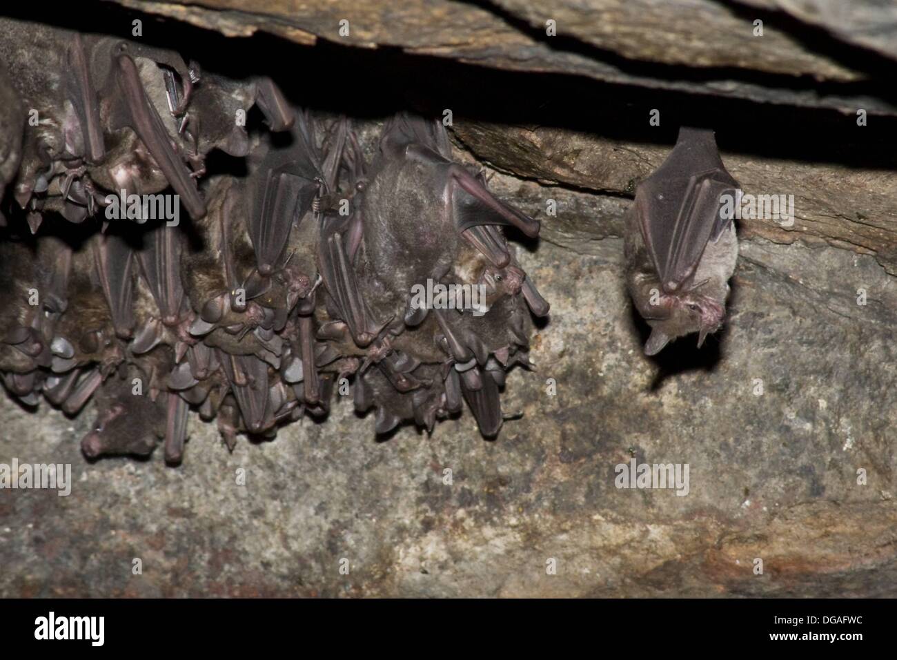 Colony bats clinging cave ceiling hi-res stock photography and images ...