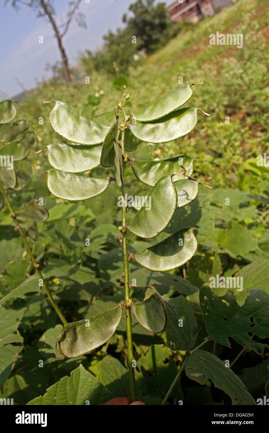 Leguminosae papilionoideae hi-res stock photography and images - Alamy