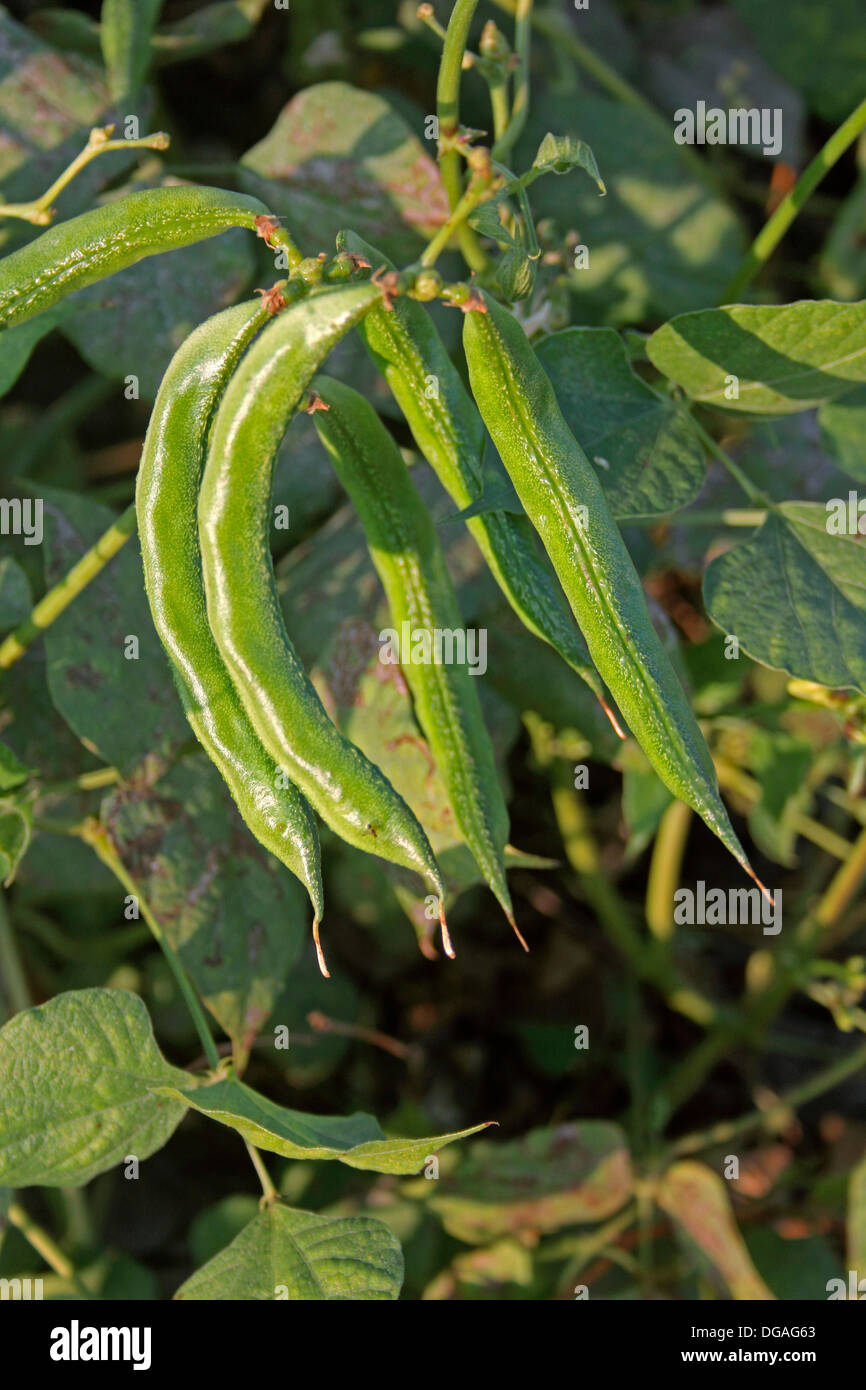 Dolichos plantation hi-res stock photography and images - Alamy