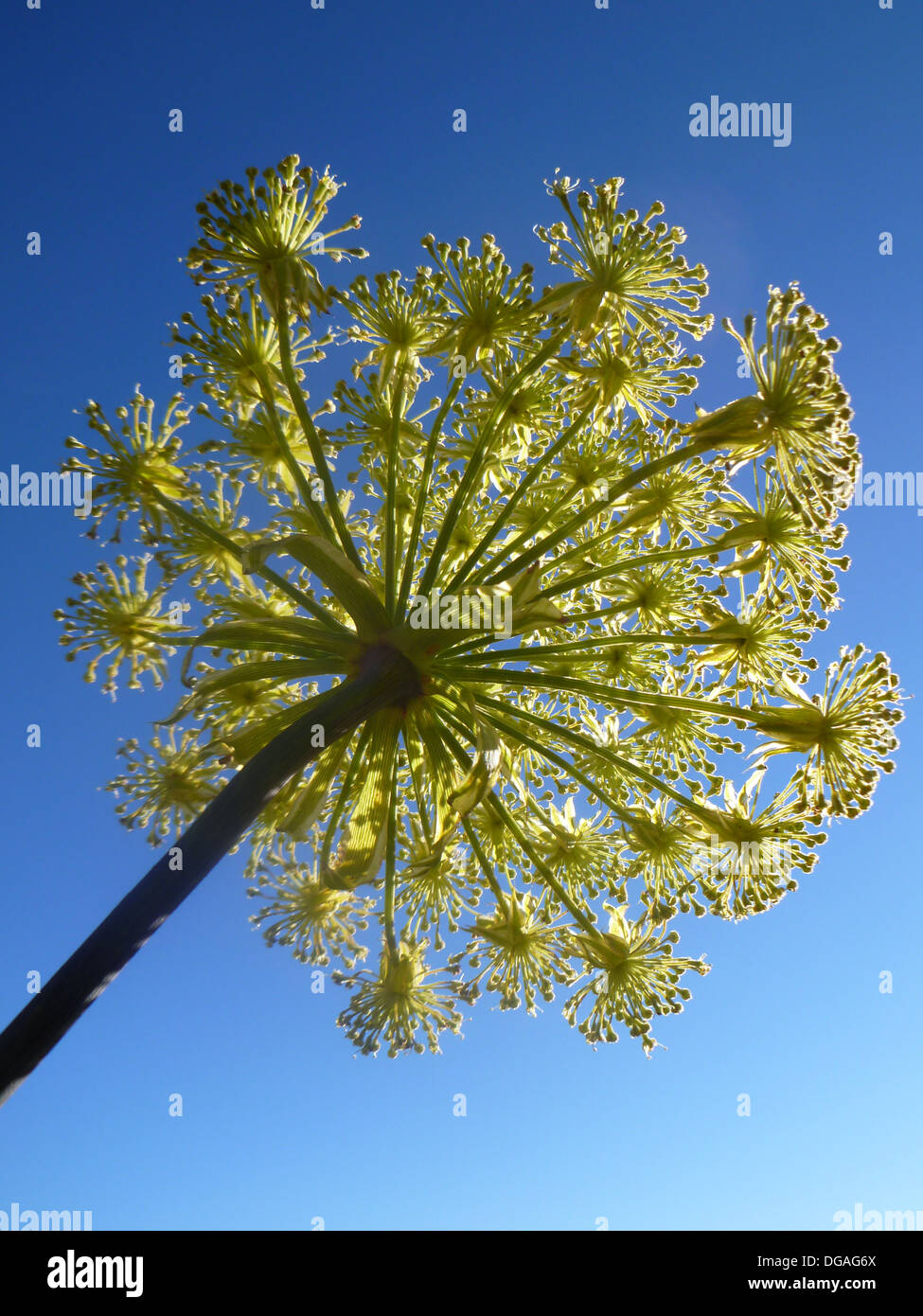 Plant on the slopes of Mount Mulanje, Malawi Stock Photo - Alamy