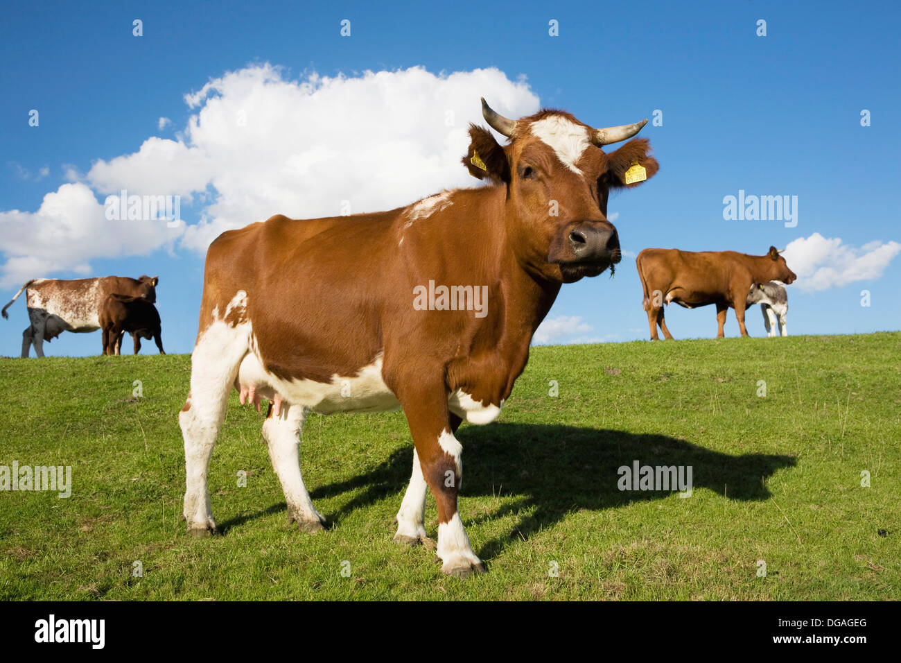 Red frisian cattle hi-res stock photography and images - Alamy