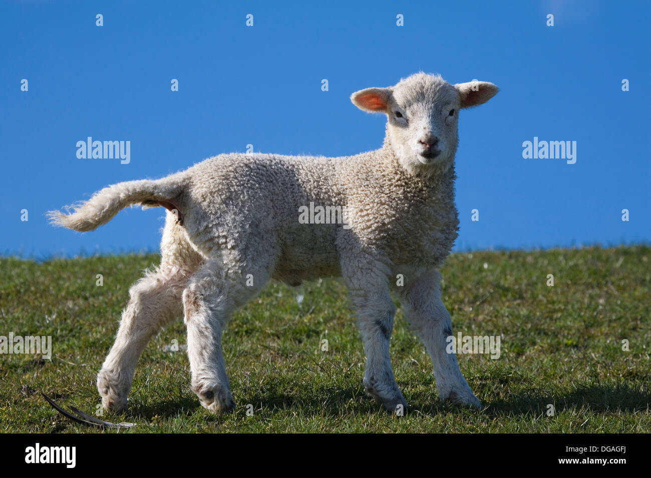 The young sheep hi-res stock photography and images - Alamy