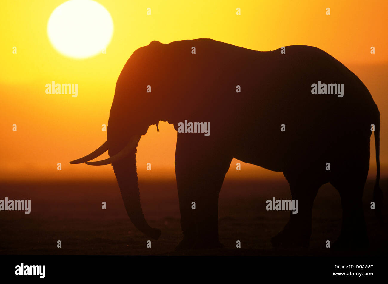 African elephant big sun sunset hi-res stock photography and images - Alamy