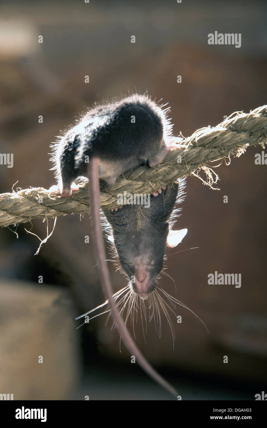 Common mice hi-res stock photography and images - Alamy