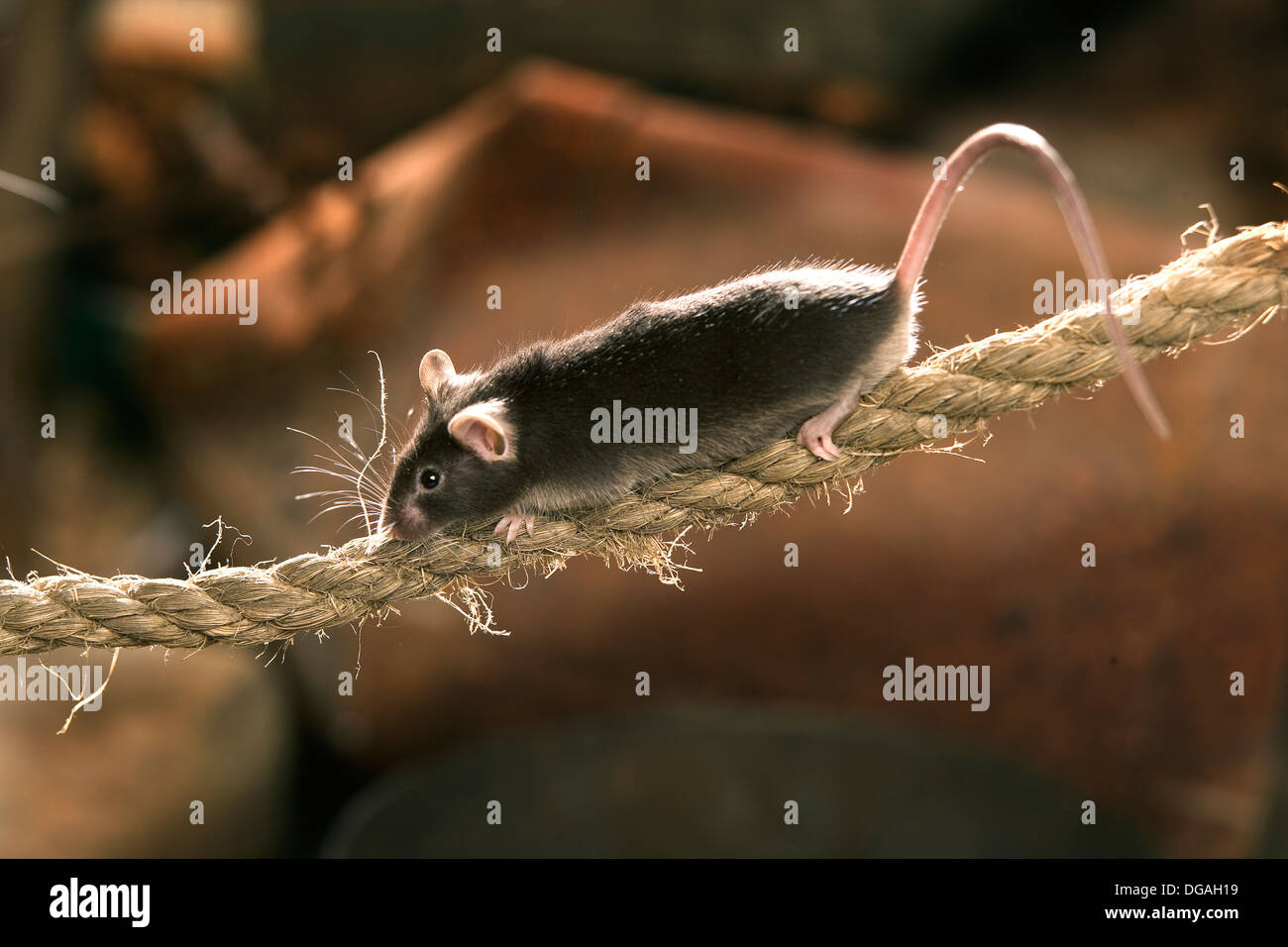 Common house mouse, mus musculus Stock Photo - Alamy