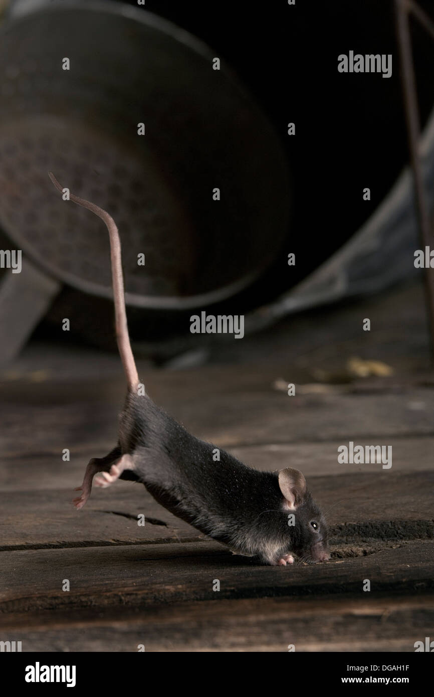 Common house mouse, mus musculus Stock Photo - Alamy