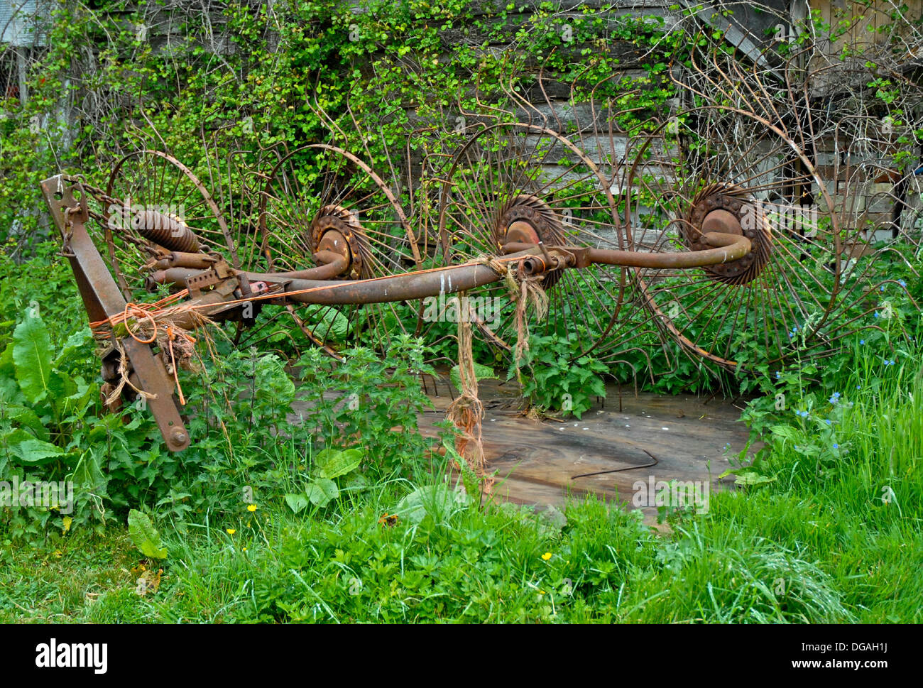 Dangerous rusty old farm machinery half hidden in weeds and undergrowth ...