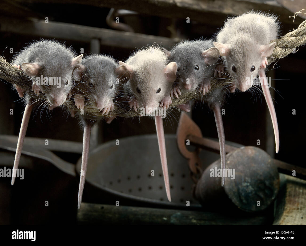 Common house mouse, mus musculus Stock Photo - Alamy