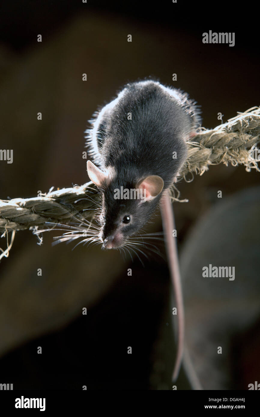 Common house mouse, mus musculus Stock Photo - Alamy