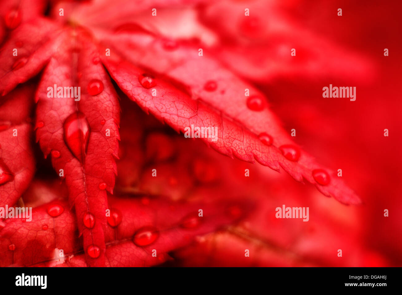 Water tears hi-res stock photography and images - Alamy