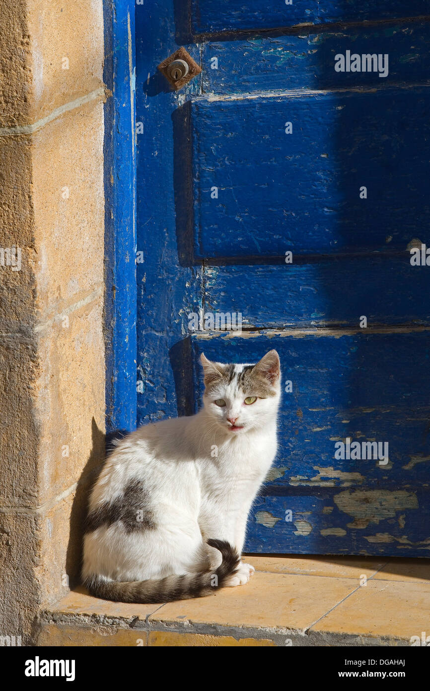 Cats of Essaouira, Morrocco, Africa Stock Photo - Alamy