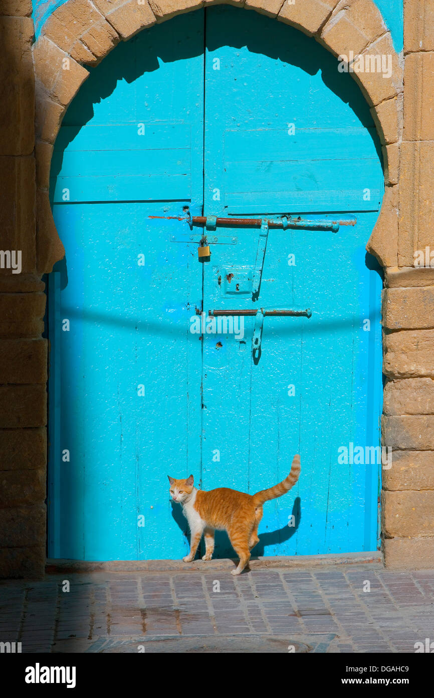 Cats of Essaouira, Morrocco, Africa Stock Photo - Alamy