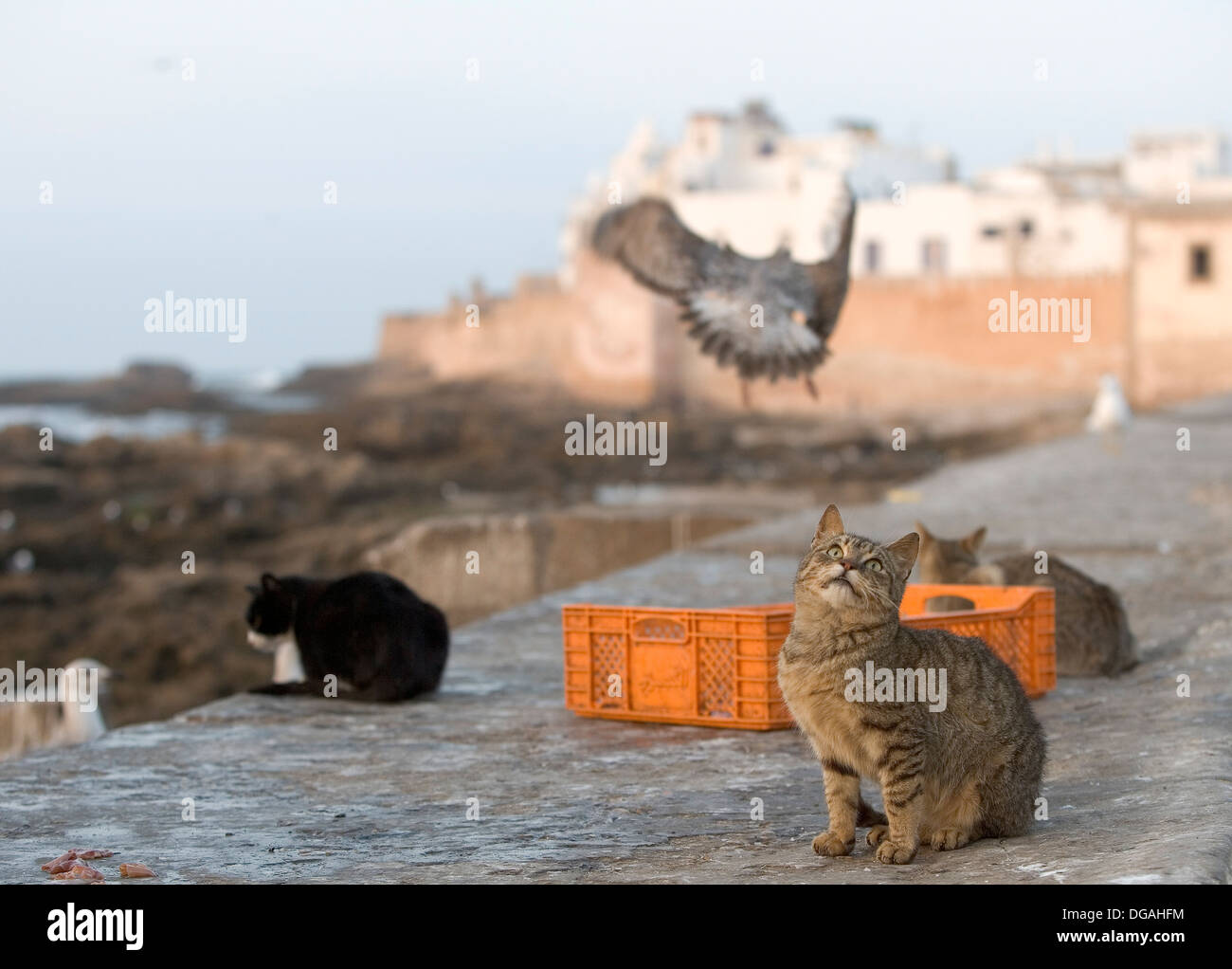 Cats of Essaouira, Morrocco, Africa Stock Photo - Alamy