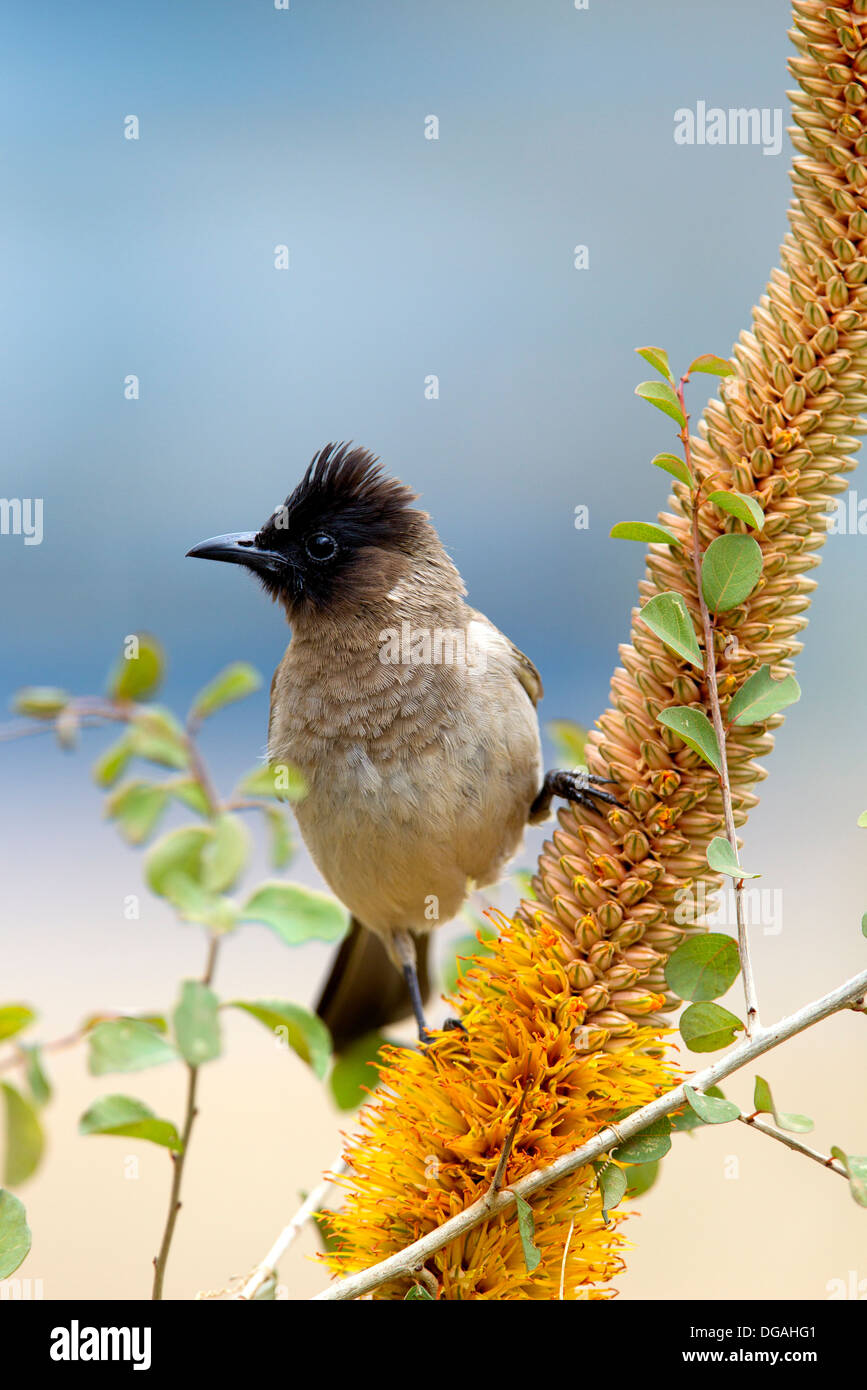 The dark continent hi-res stock photography and images - Alamy