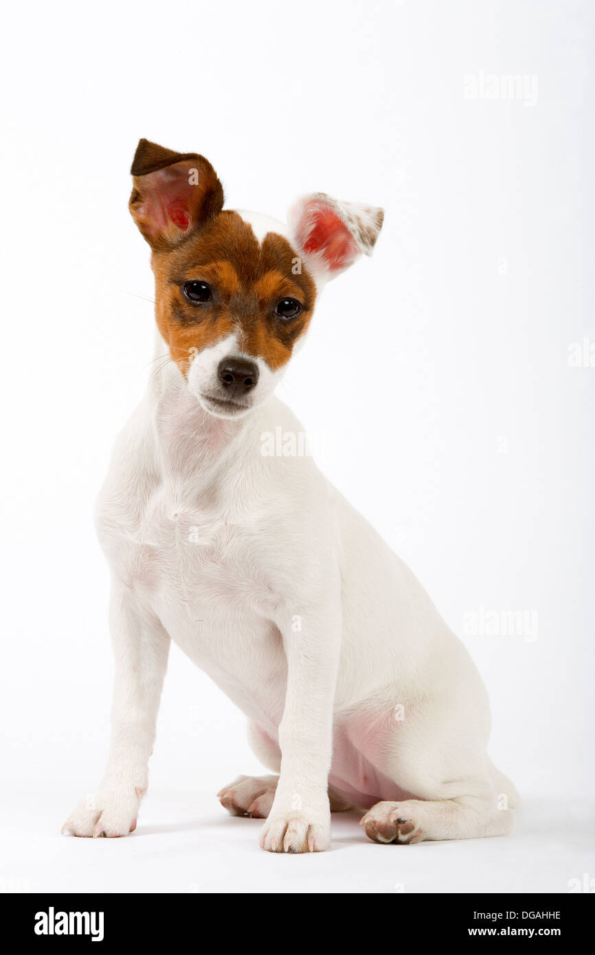 Month Jack Russell Puppy