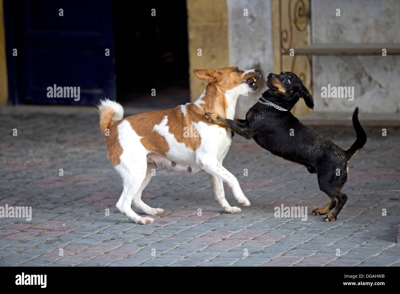 Dogs playing, Essaouira, Morocco, Africa Stock Photo - Alamy