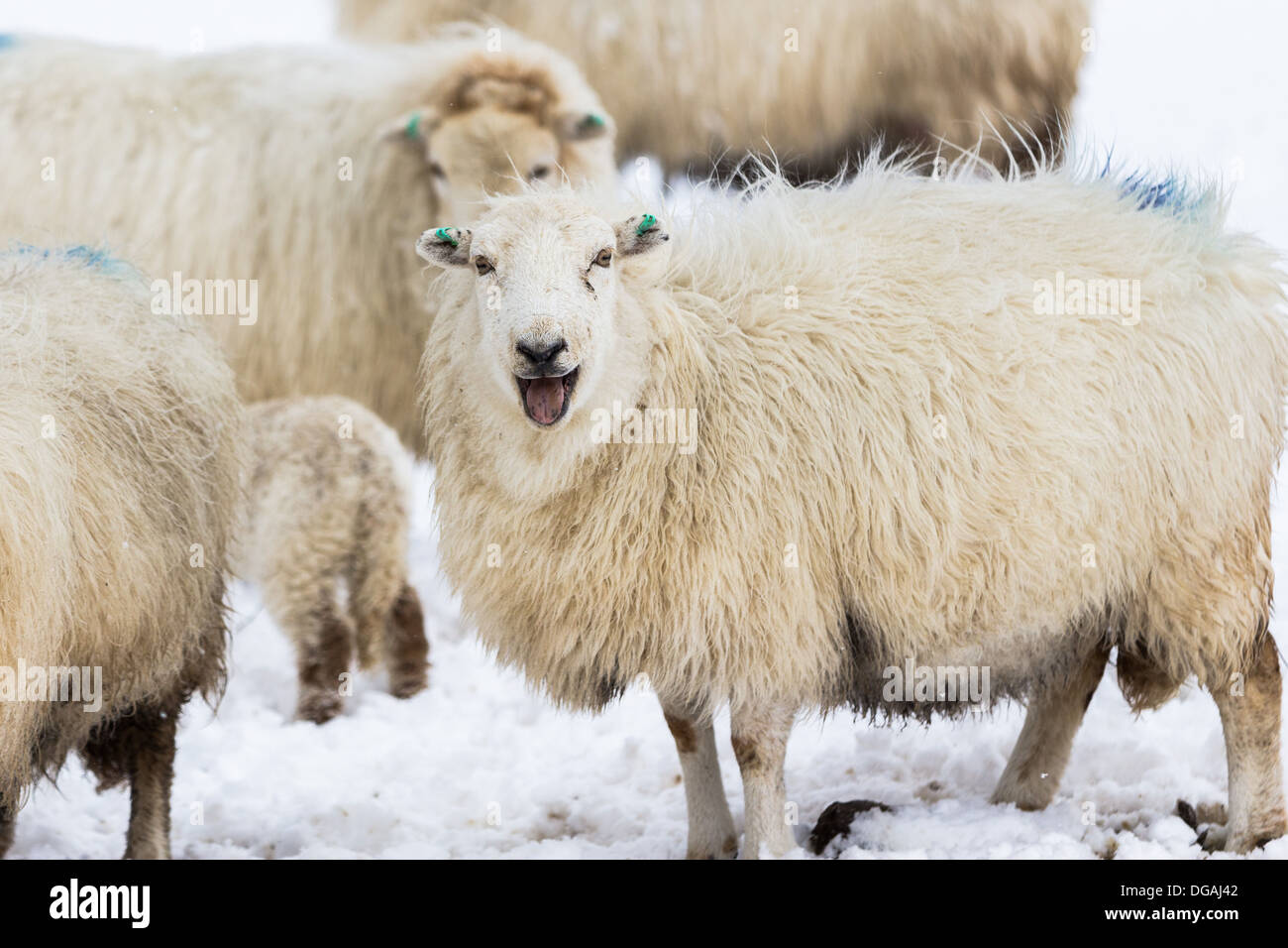 Sheep bleating in the snow on the Welsh hills Stock Photo - Alamy