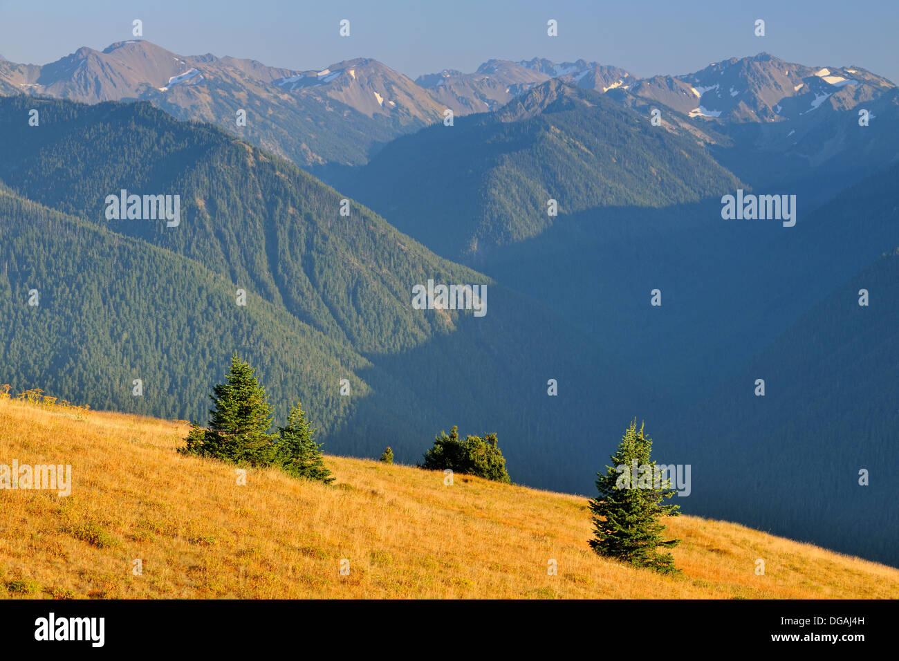 Subalpine to alpine species hi-res stock photography and images - Alamy