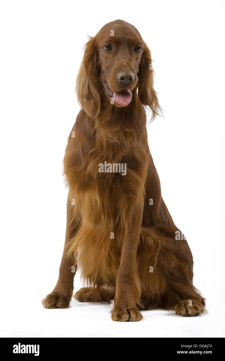 Irish red setter portrait Stock Photo - Alamy