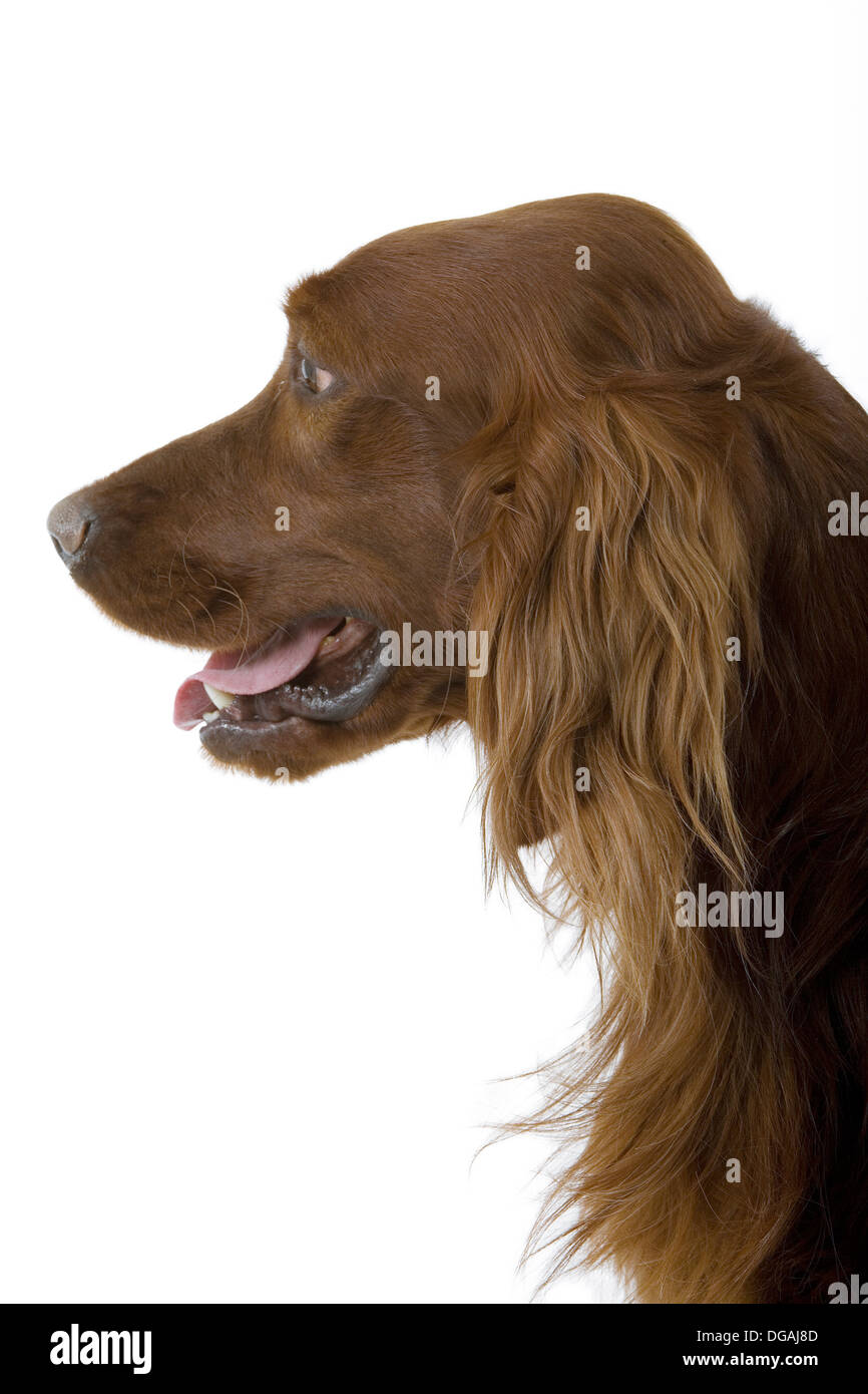 Irish red setter hi-res stock photography and images - Alamy
