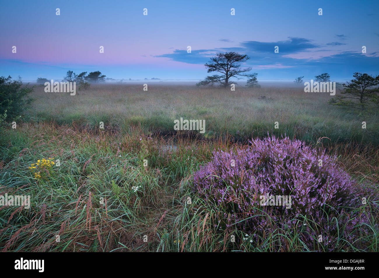 Wild heather hi-res stock photography and images - Alamy