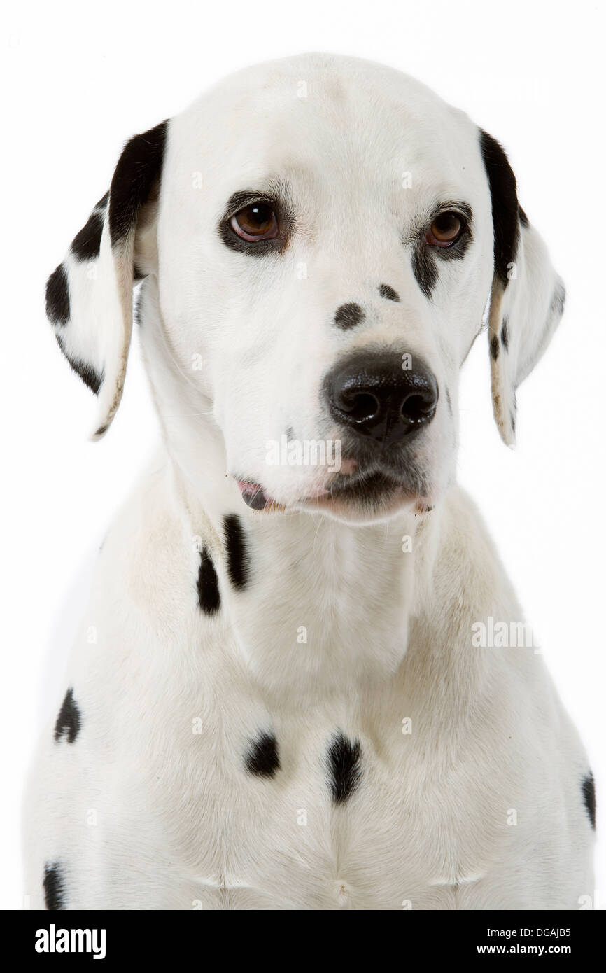 101 dalmatian dalmatians hi-res stock photography and images - Alamy