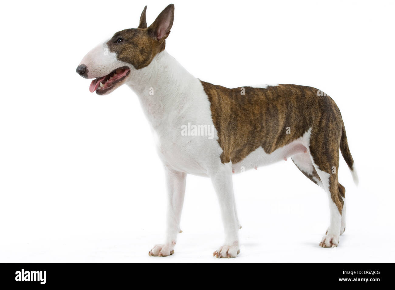 Nice bull Cut Out Stock Images & Pictures - Alamy