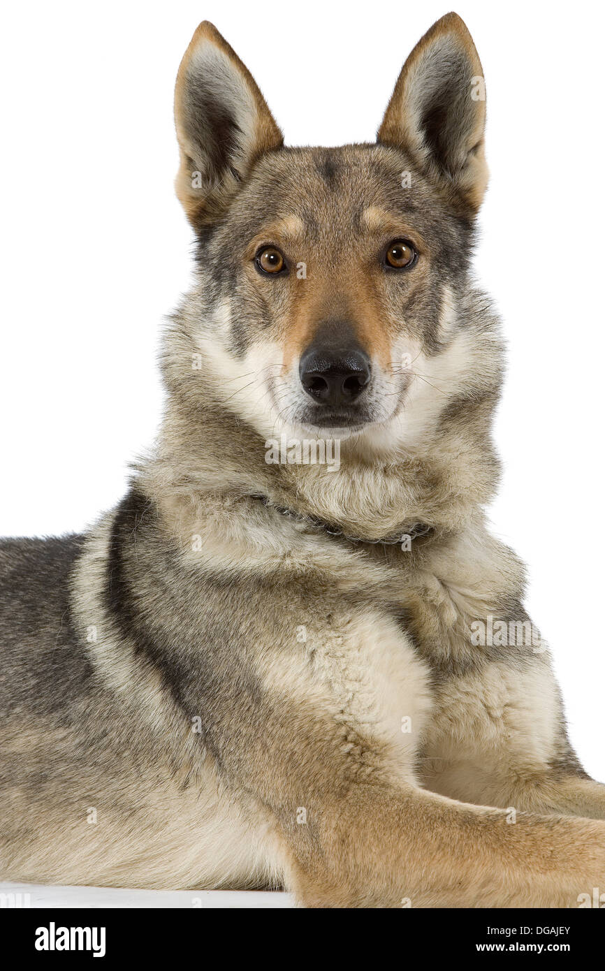 Czechoslovakian Wolfdog or Vlcak Stock Photo - Alamy