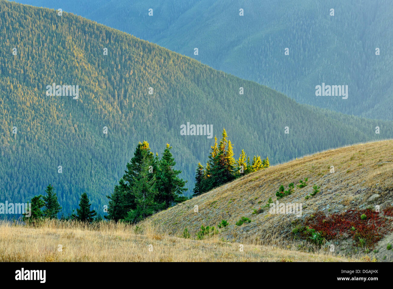 Subalpine to alpine species hi-res stock photography and images - Alamy