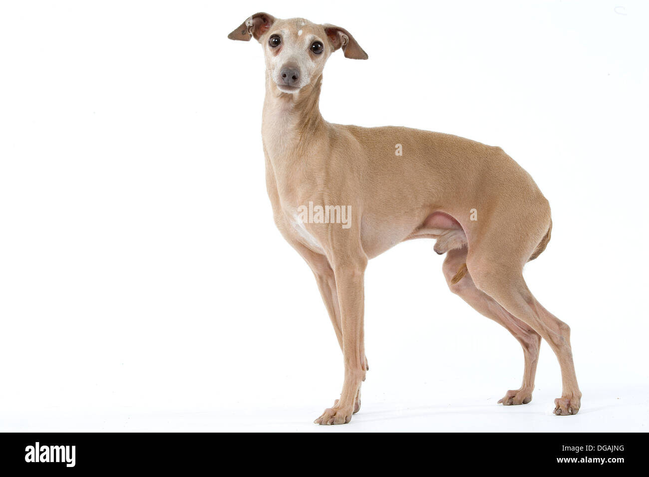 Levrier dog hi-res stock photography and images - Alamy
