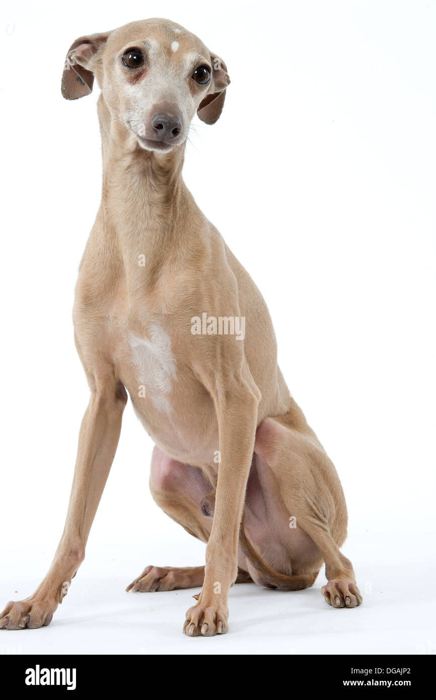 Levrier greyhound hi-res stock photography and images - Alamy