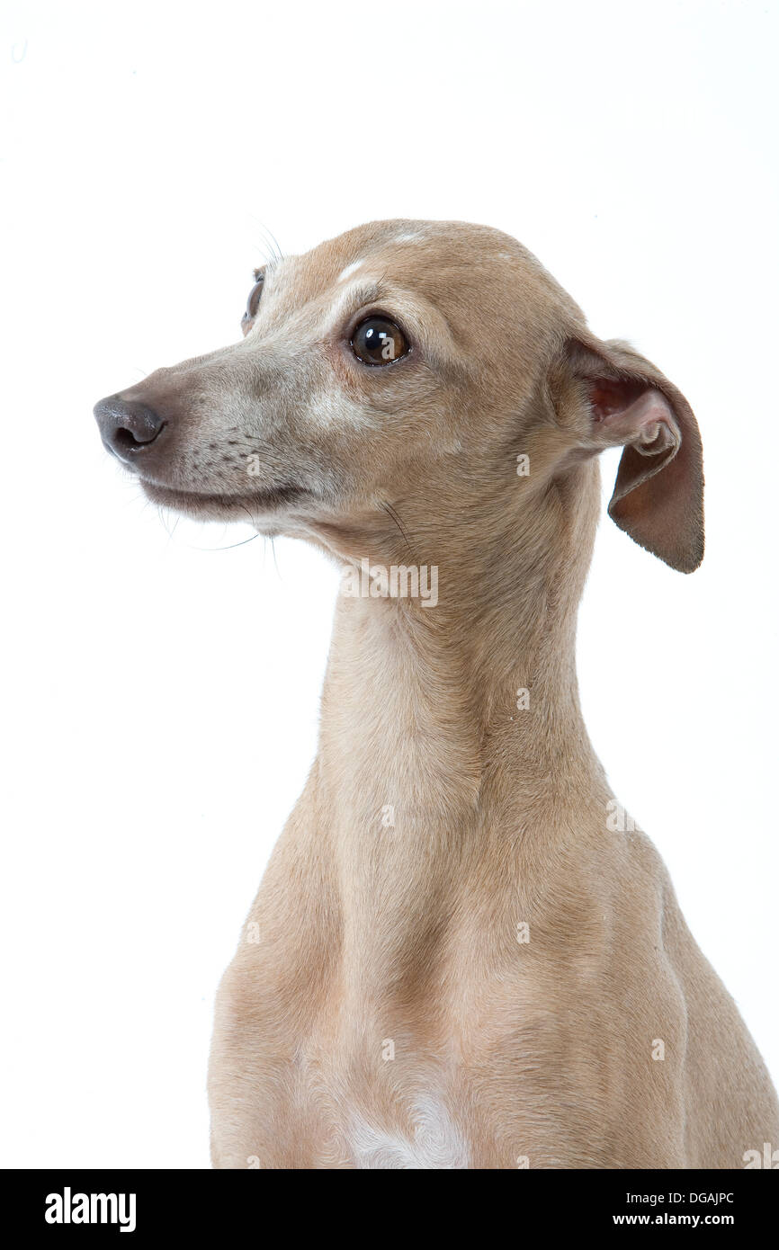 Levrier greyhound dog hi-res stock photography and images - Alamy