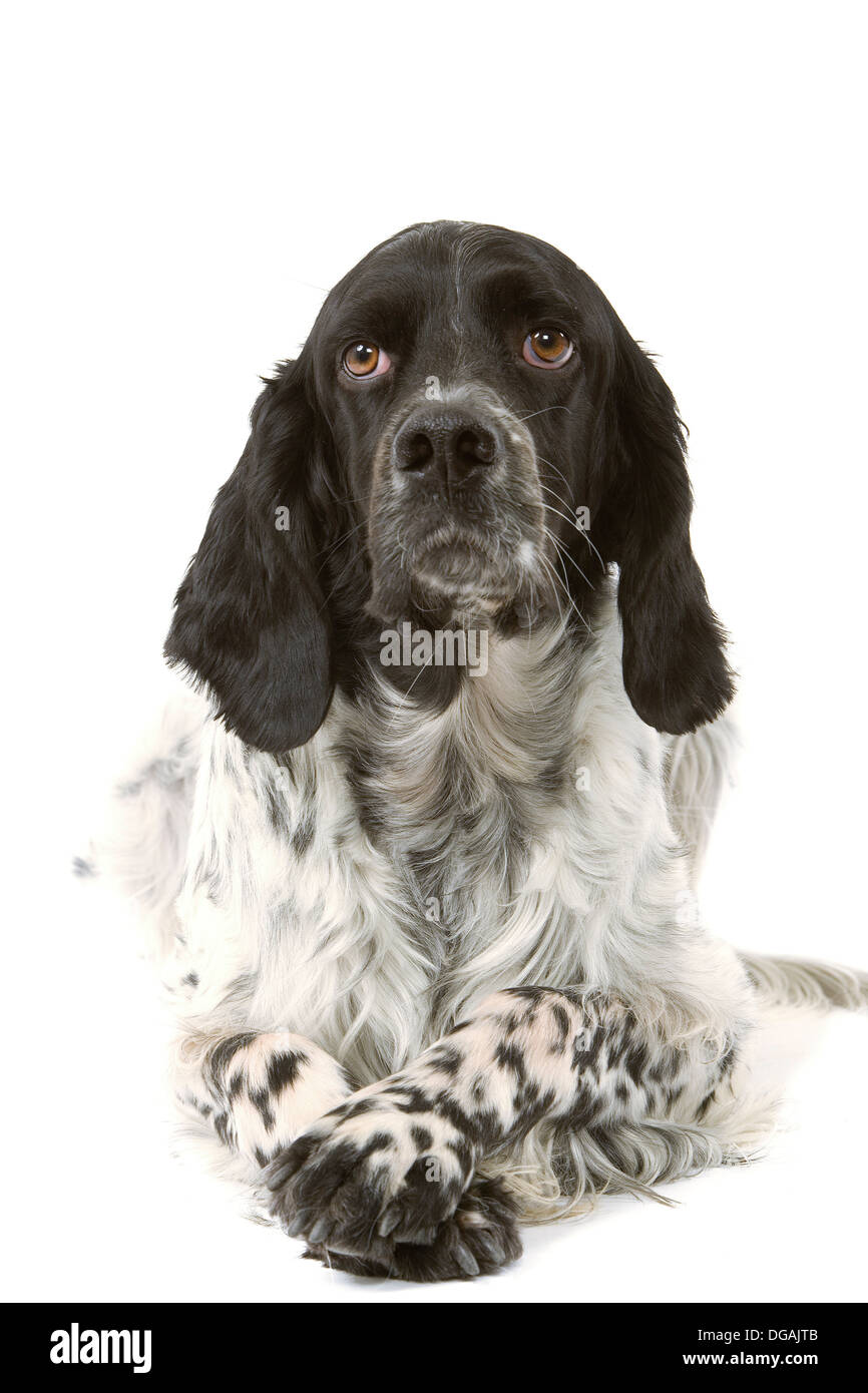 Blue belton english setter hi-res stock photography and images - Alamy