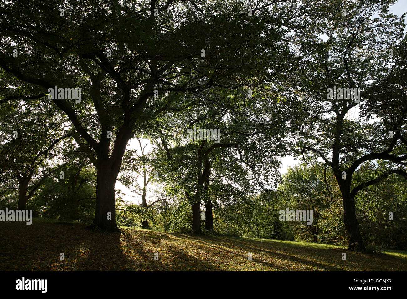 Arnold Arboretum, Boston, Massachusetts, USA Stock Photo - Alamy