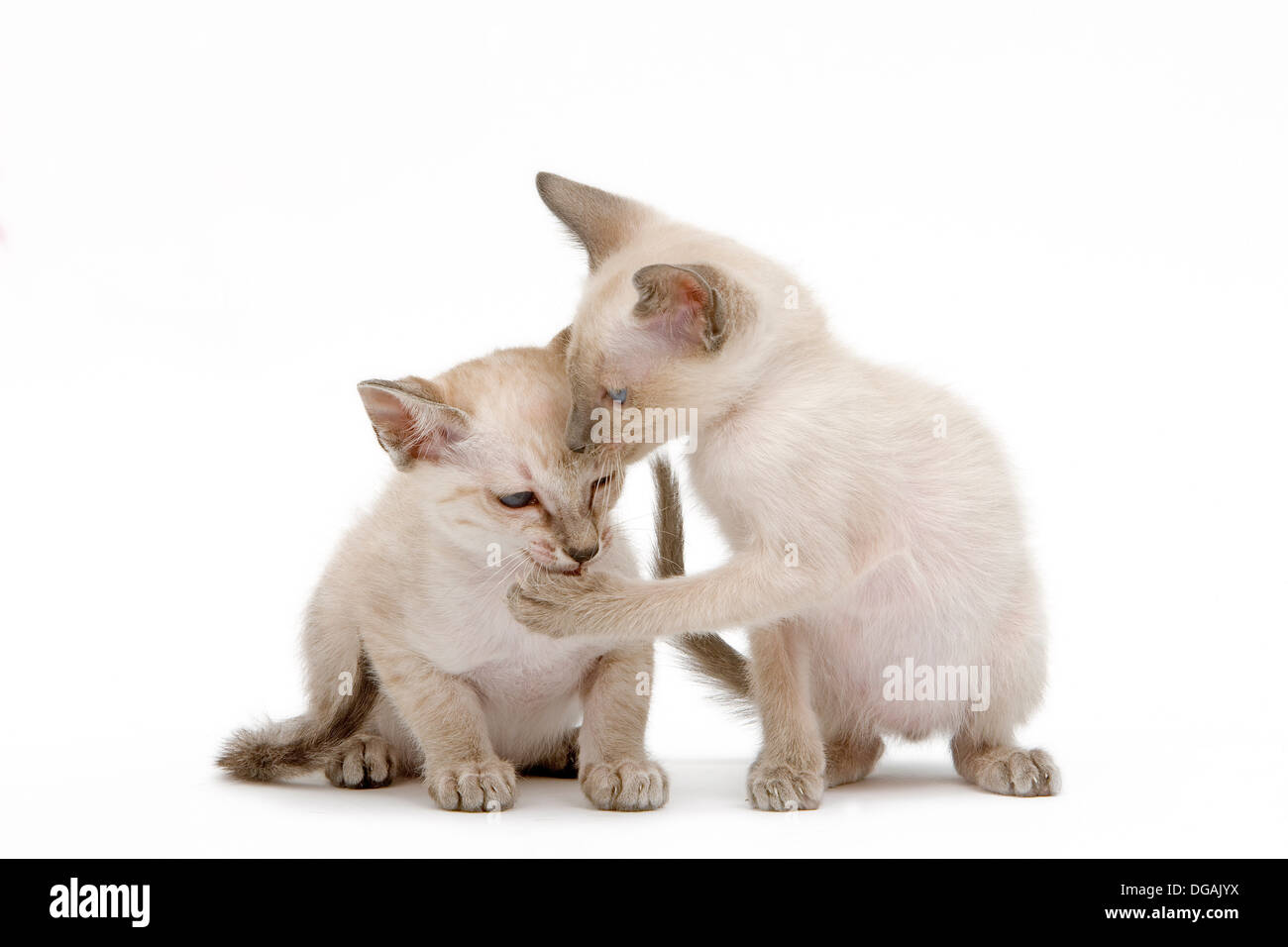 Couple of siamese kittens playing in studio Stock Photo - Alamy