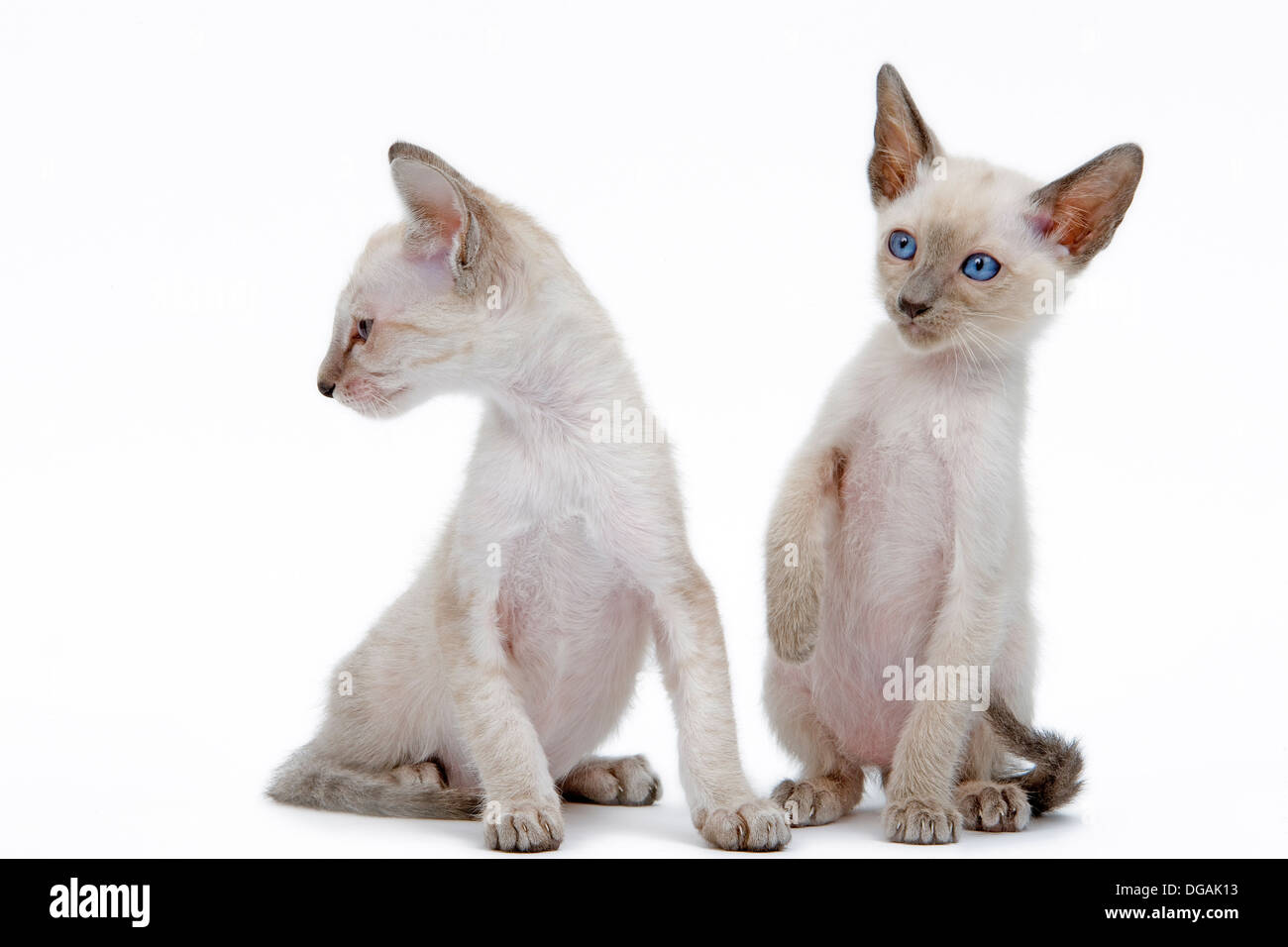 Couple of siamese kittens playing in studio Stock Photo - Alamy