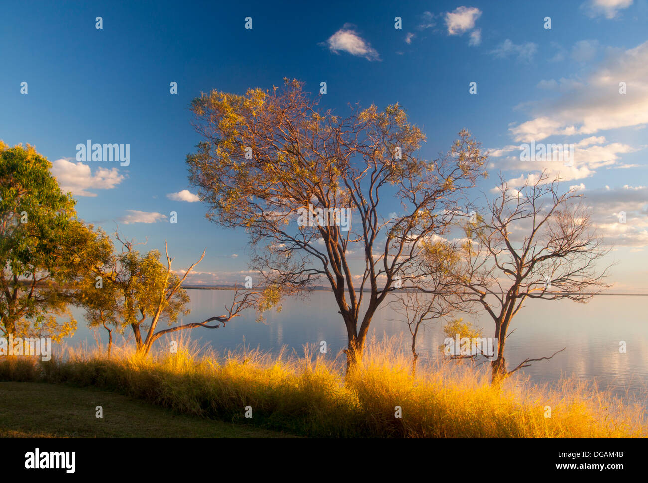 Lake Maraboon with eucalyptus / gum trees on shore at sunset Near ...