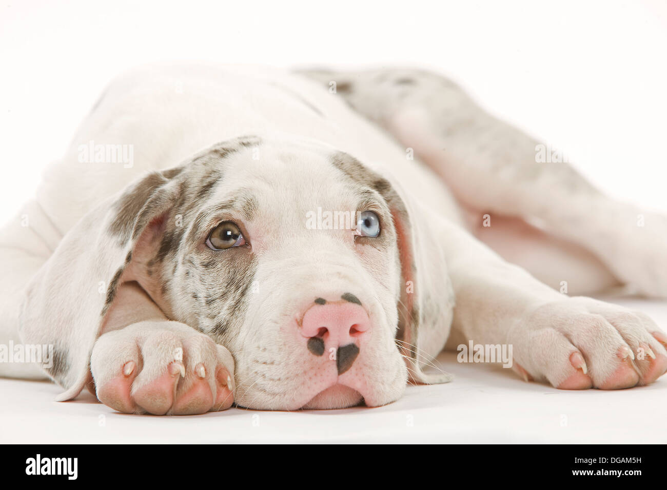 Ten weeks old German Dogo Stock Photo - Alamy