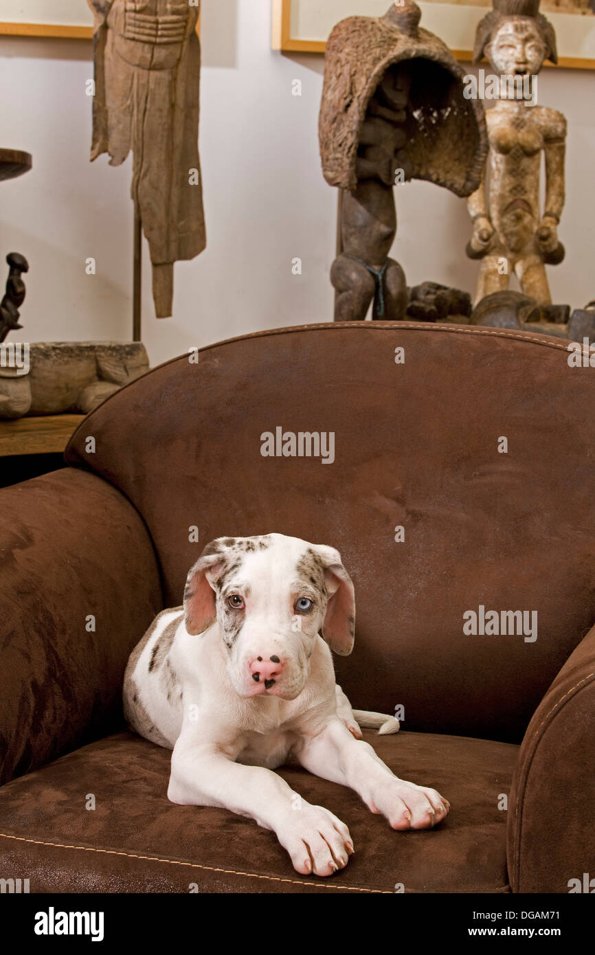 Ten weeks old German Dogo Stock Photo - Alamy