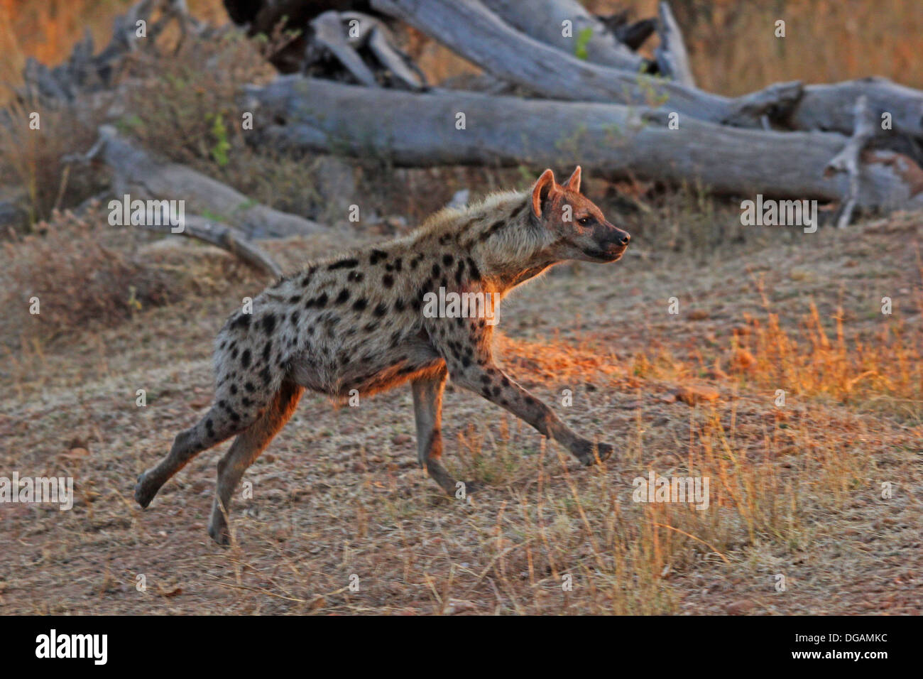 Hyena running hi-res stock photography and images - Alamy