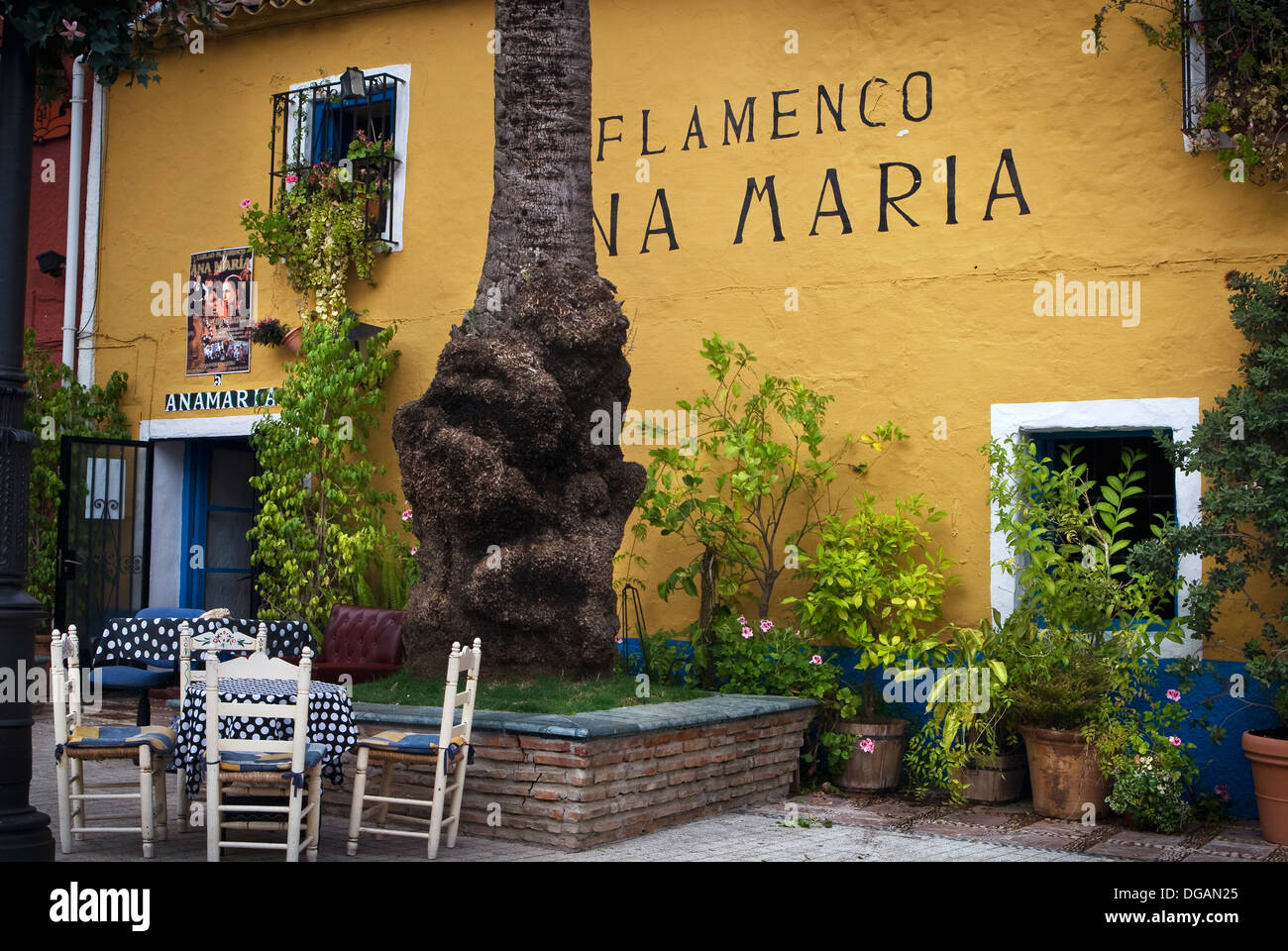 Flamenco tree hi-res stock photography and images - Alamy