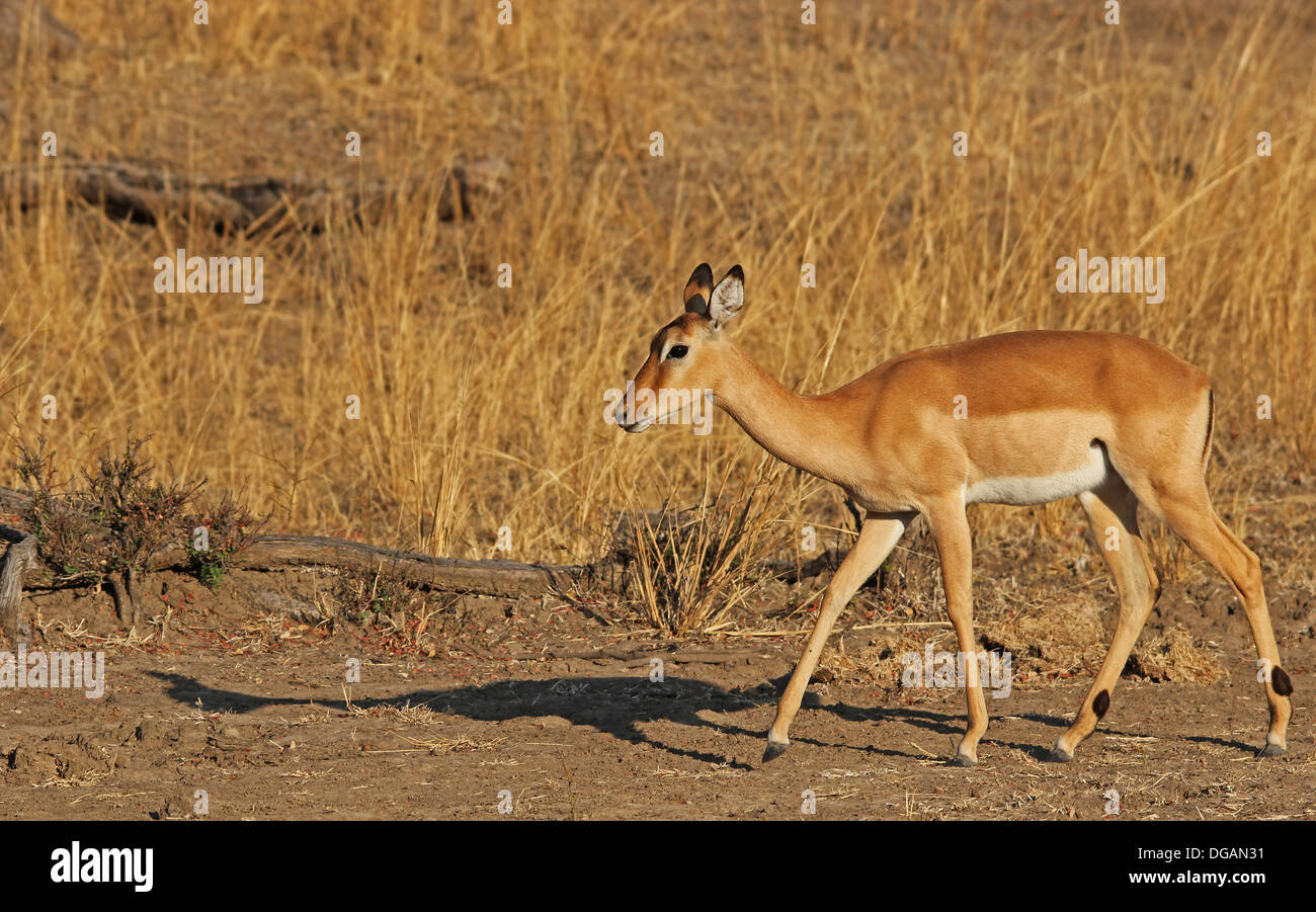 Animal puku wildlife hi-res stock photography and images - Alamy