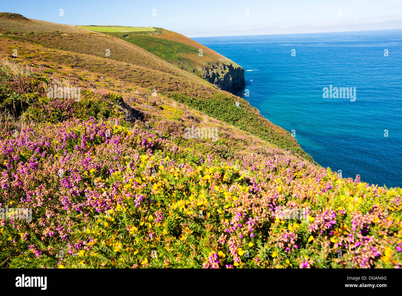 Heather and Gorse flowering above the sea cliffs near St Agnes ...