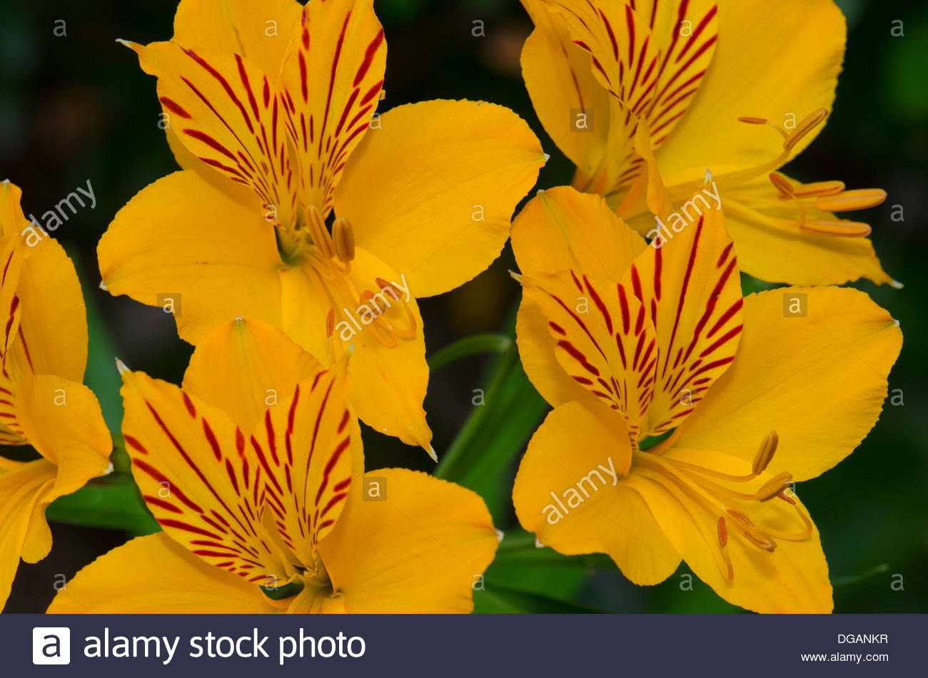 Inca Lily Stock Photos & Inca Lily Stock Images - Alamy