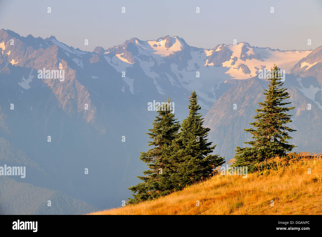 Subalpine fir trees in alpine meadows in late summer with the Olympic ...