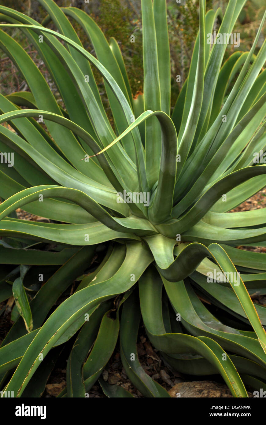 Octopus aloe hi-res stock photography and images - Alamy