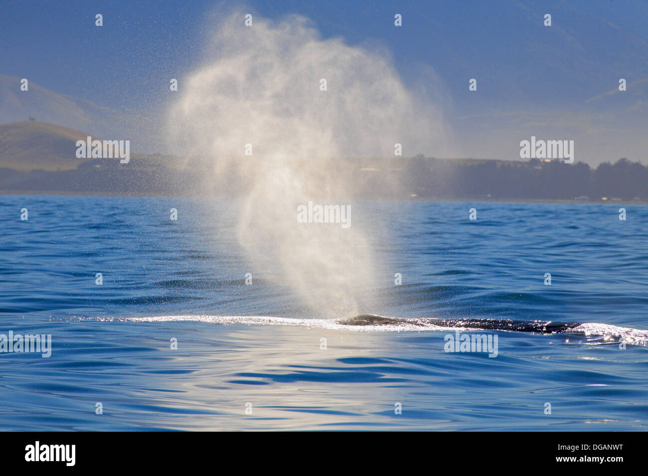 Whale breathing hi-res stock photography and images - Alamy